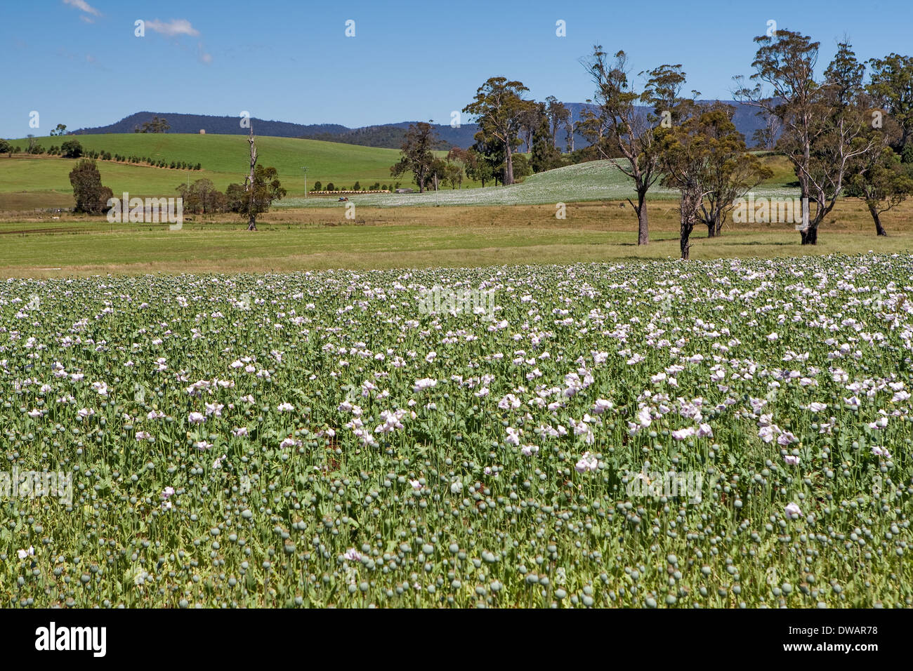 Legal opium poppy, Papaver somniferum, fields, Deloraine, Tasmania ...