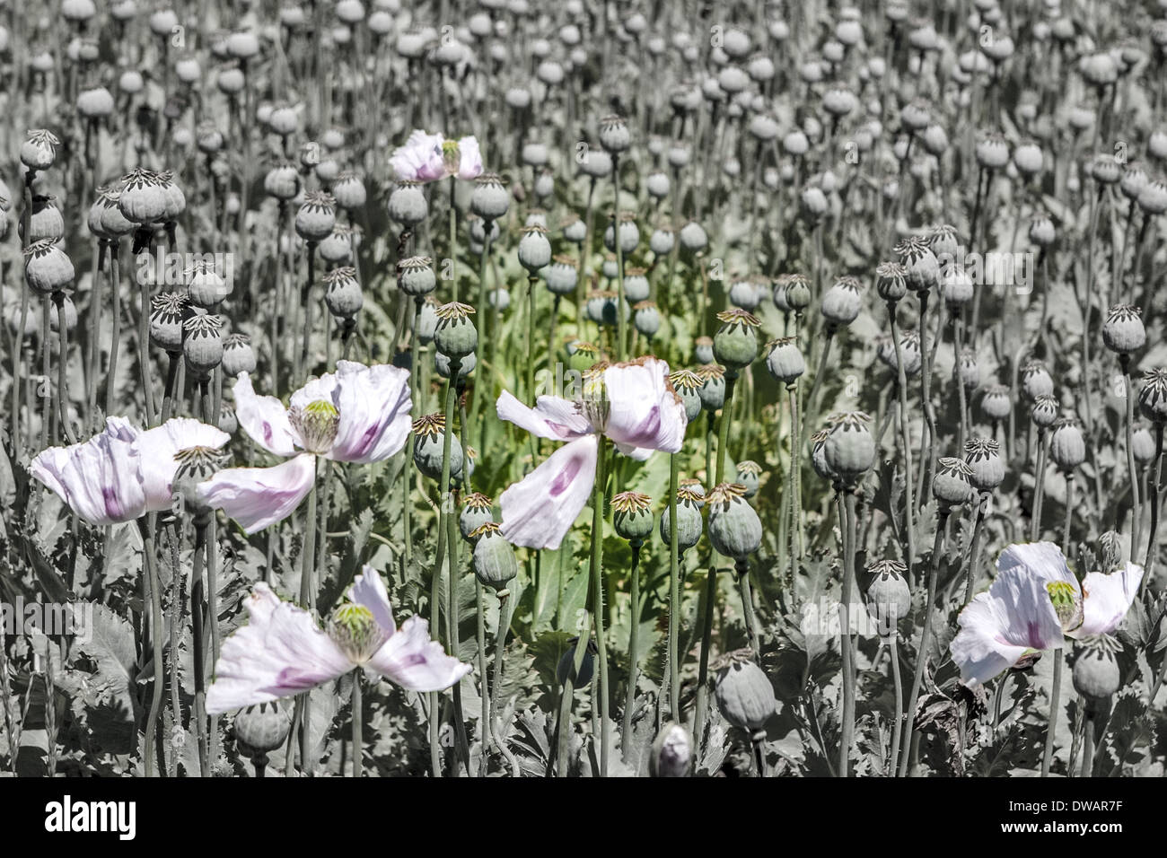 Legal opium poppy, Papaver somniferum, fields, Deloraine, Tasmania ...