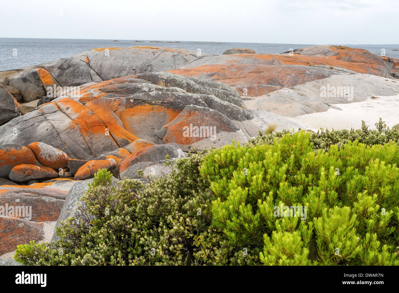 Fire Algae High Resolution Stock Photography and Images - Alamy