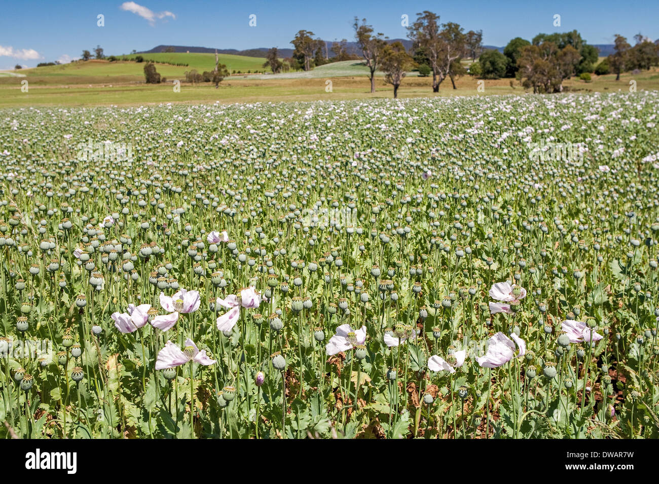 Legal opium poppy, Papaver somniferum, fields, Deloraine, Tasmania ...