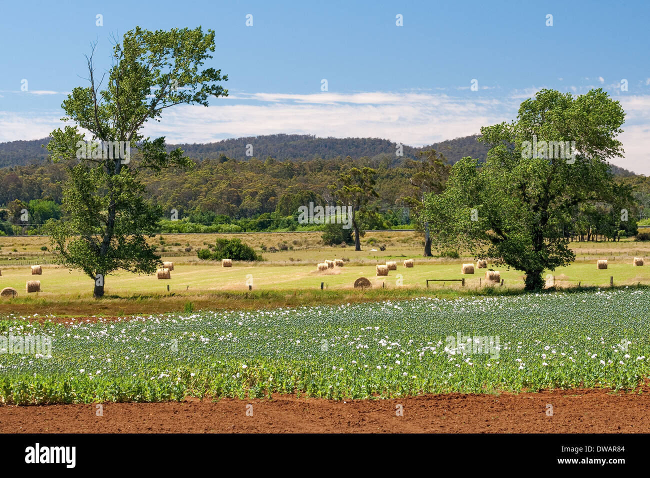 Legal opium poppy, Papaver somniferum, fields, Deloraine, Tasmania ...