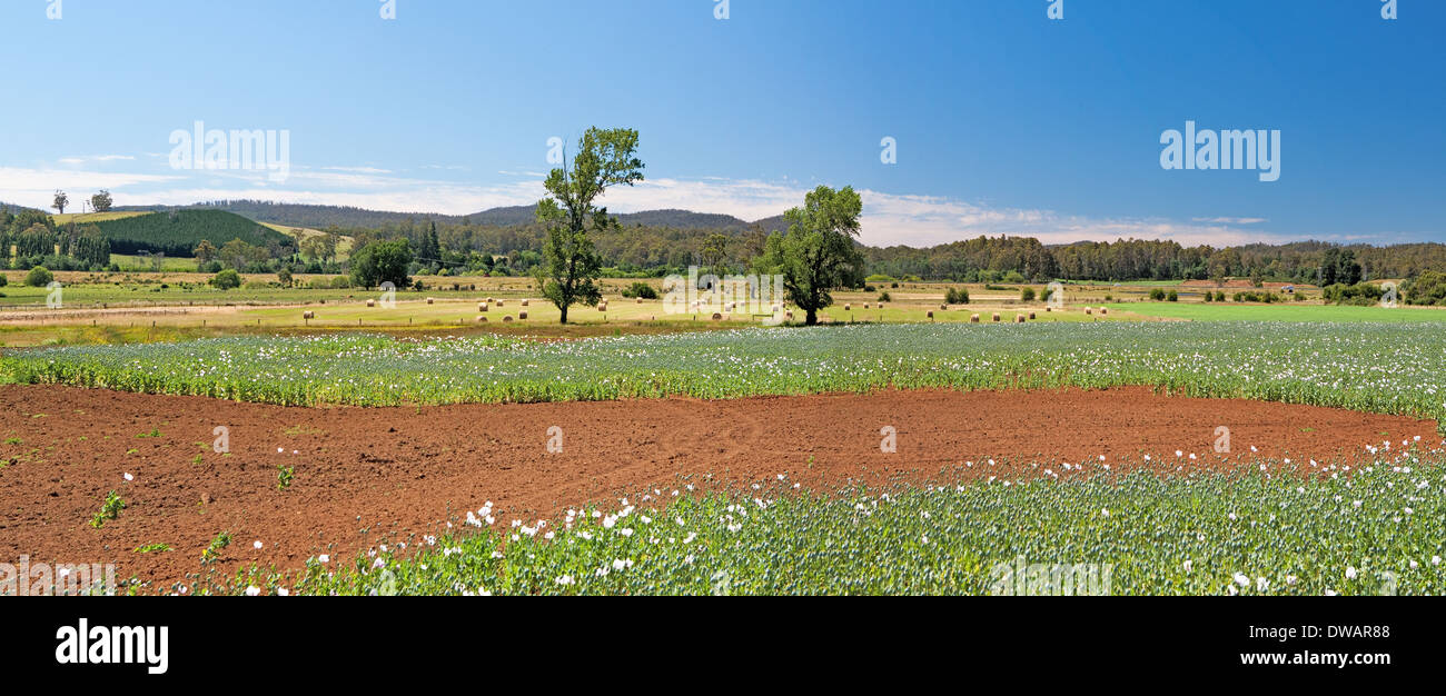 Legal opium poppy, Papaver somniferum, fields, Deloraine, Tasmania ...