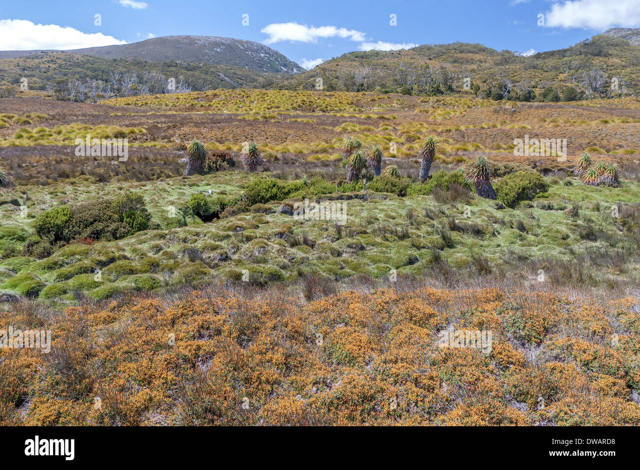 Button grass moorland and Pandani or Giant Grass Tree, Cradle Mountain ...