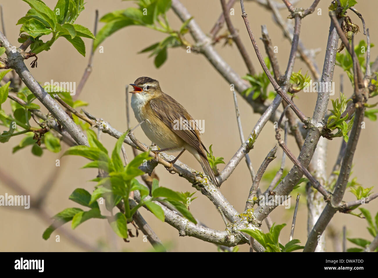 Sedge warbler acrocephalus schoenobaenus hi-res stock photography and ...