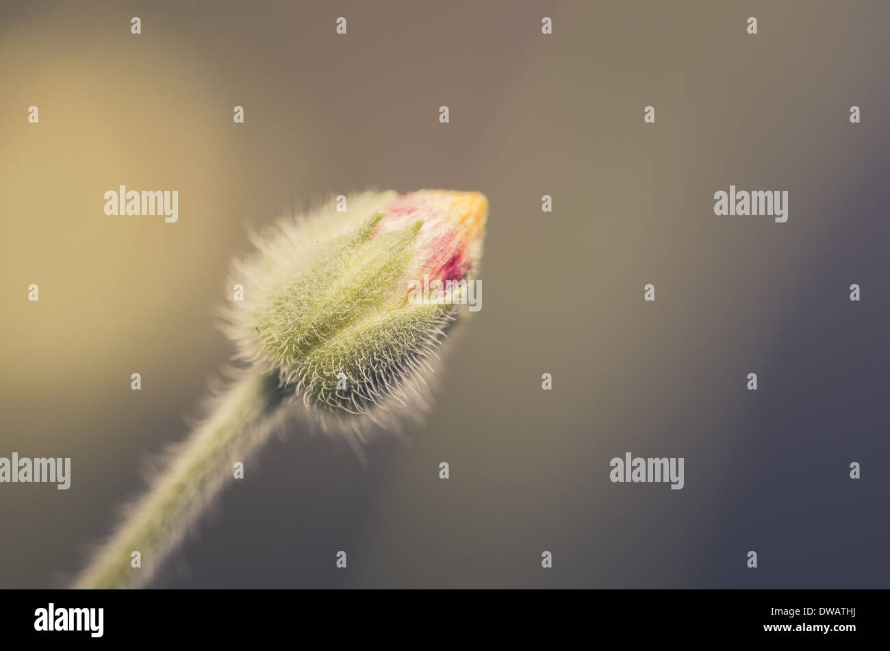 Grass bloom plant in the green nature or in the garden Stock Photo - Alamy