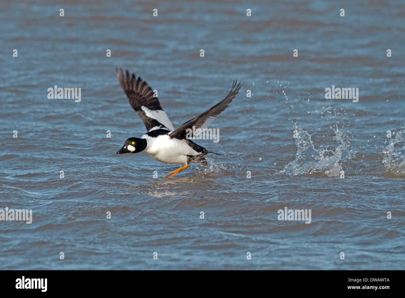 Goldeneye in flight hi-res stock photography and images - Alamy