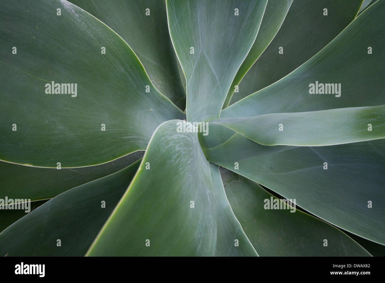 Agave rosette hi-res stock photography and images - Alamy