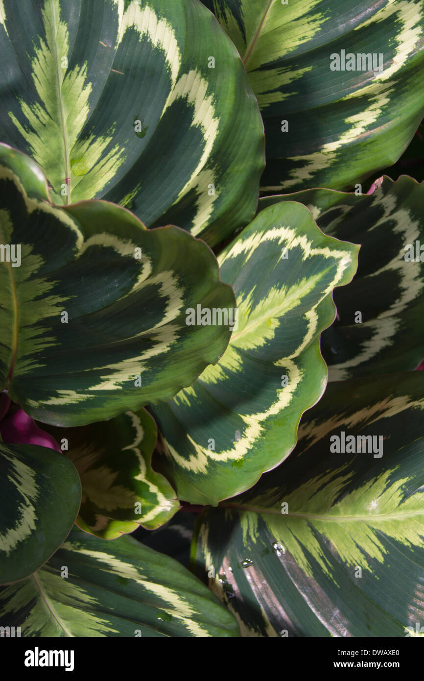 Variegated leaves clearly displaying three stunning shades (zones) of ...