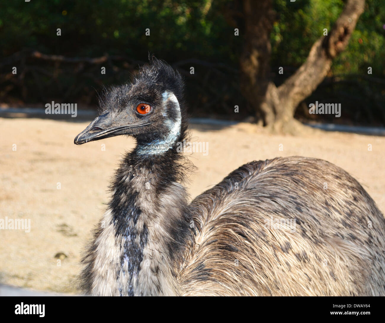 Funny emu hi-res stock photography and images - Alamy