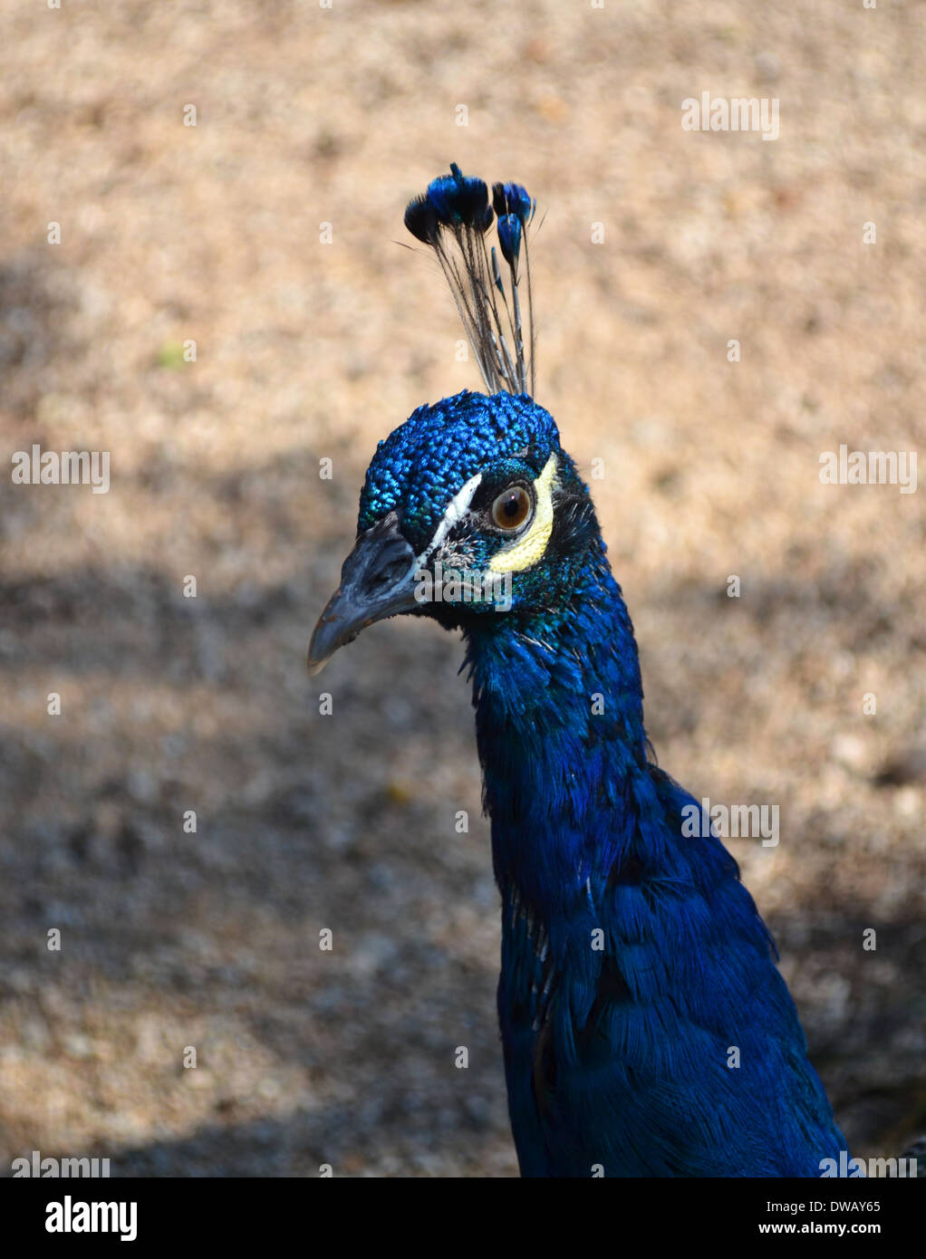 Beautiful blue Peacock Stock Photo - Alamy