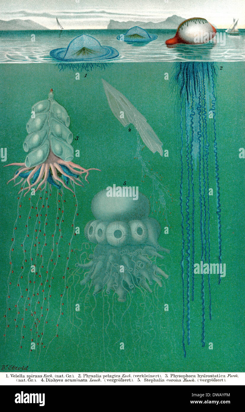 Historical illustration, 19th Century, siphonophores, Siphonophorae ...