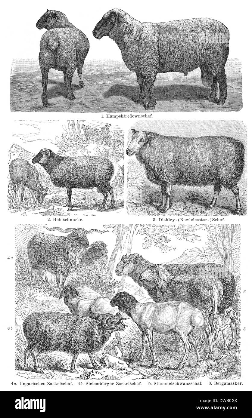 Sheep farm 19th century hi-res stock photography and images - Alamy