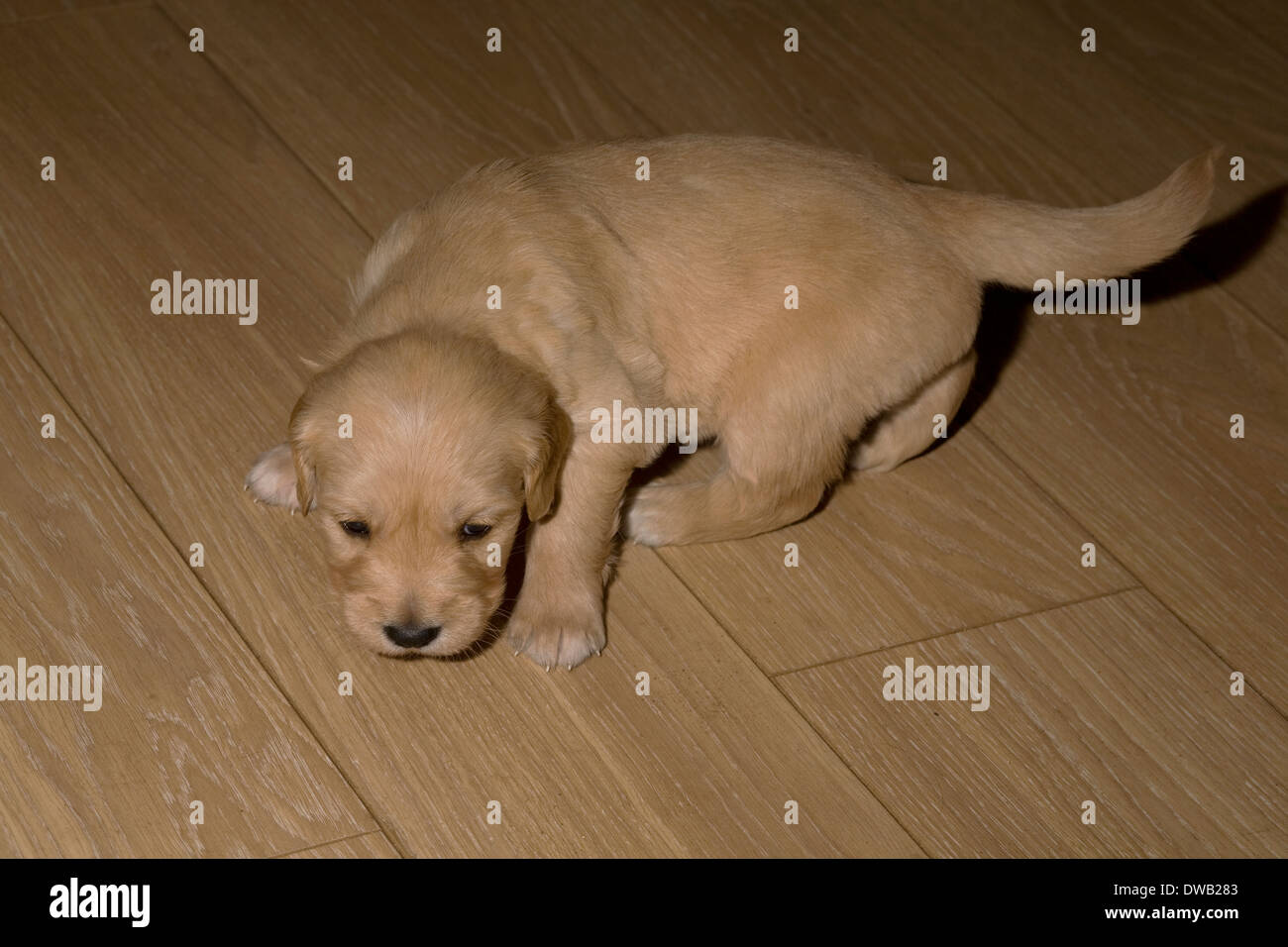 Four Week Old Puppies