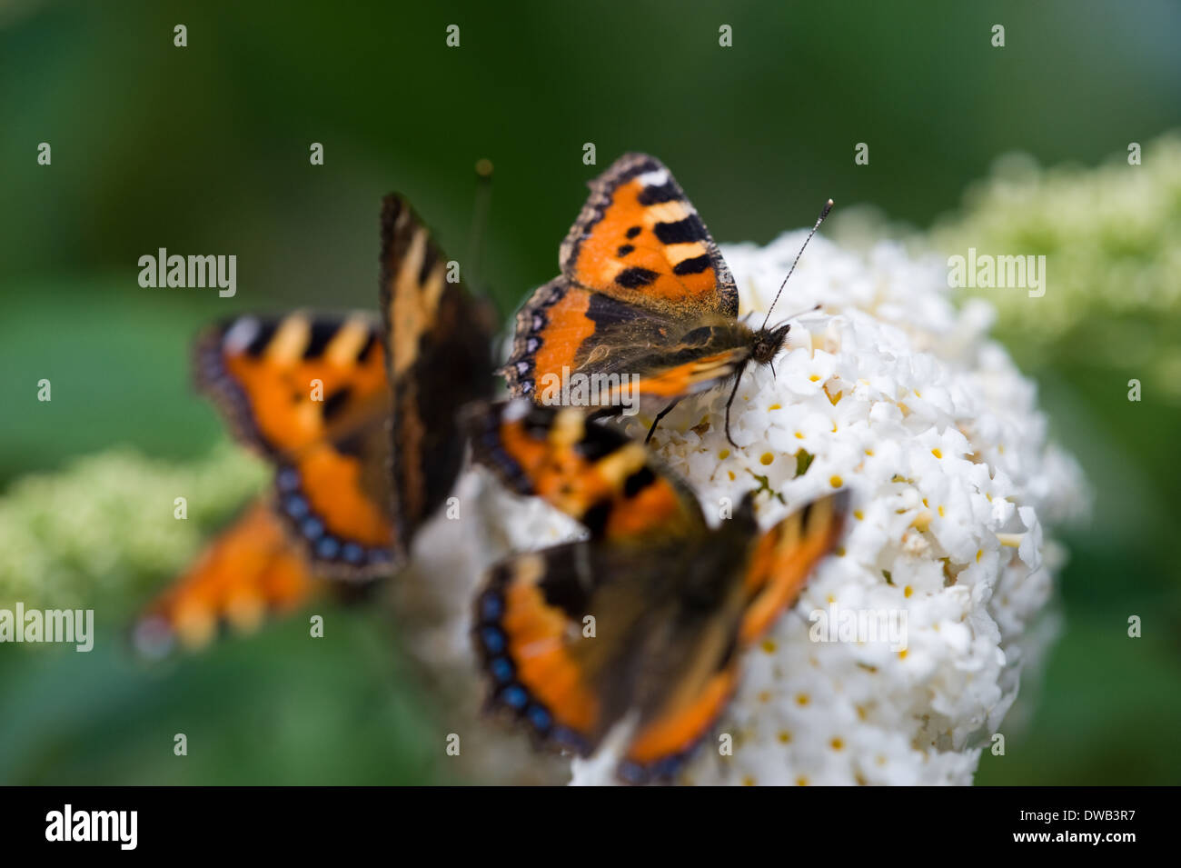 Three Small Tortoiseshell butterflies sitting on a white flower Stock ...
