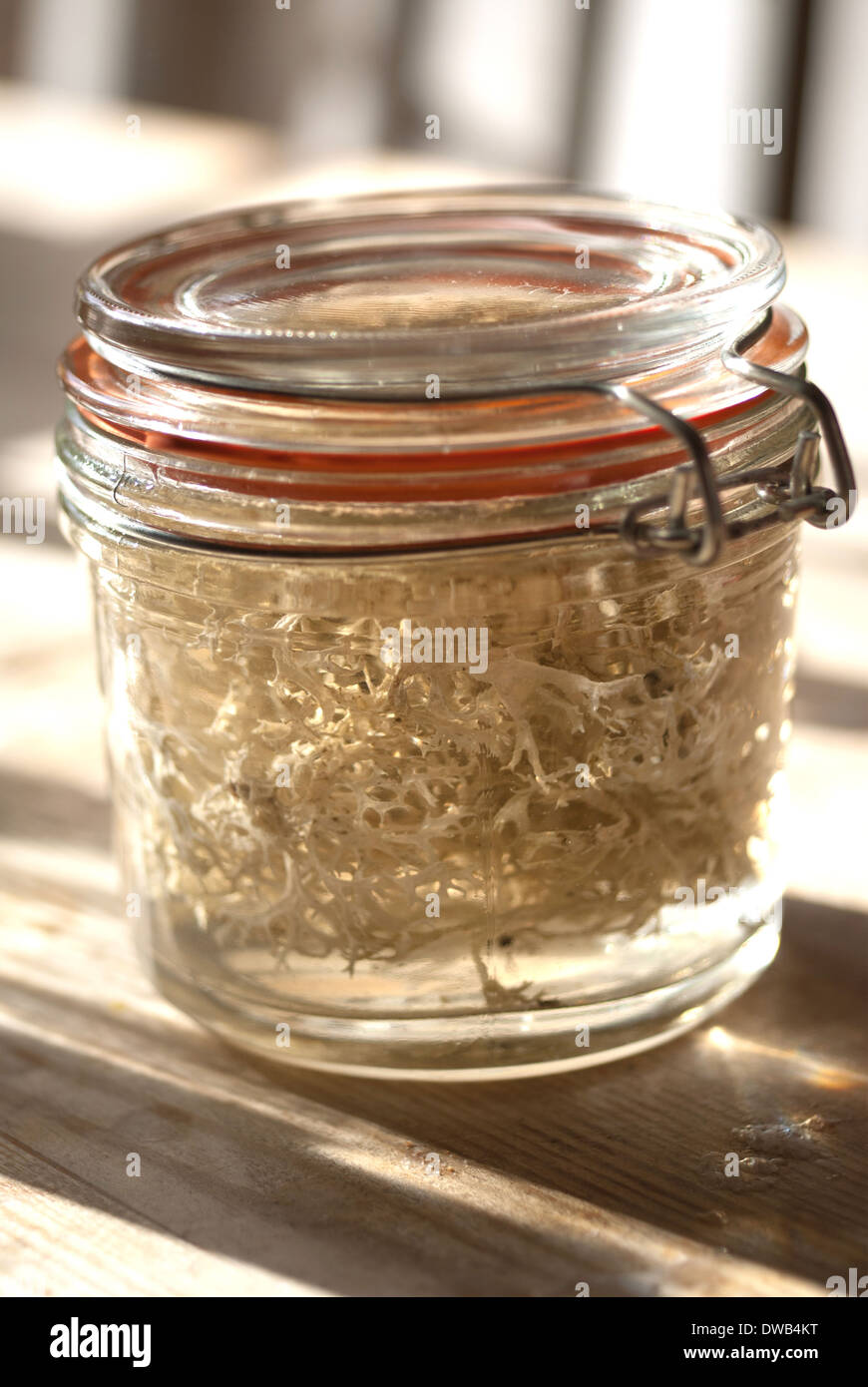 Oak moss gin / infusion Stock Photo - Alamy