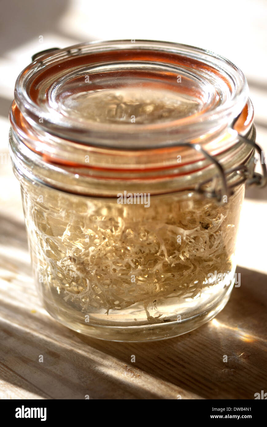Oak moss gin / infusion Stock Photo - Alamy
