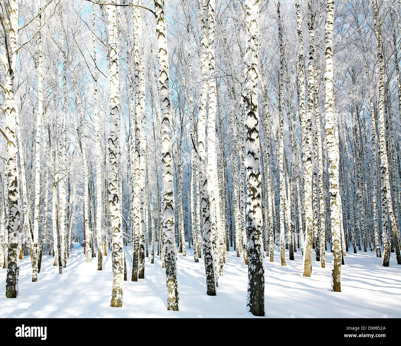 Frozen birches hi-res stock photography and images - Alamy