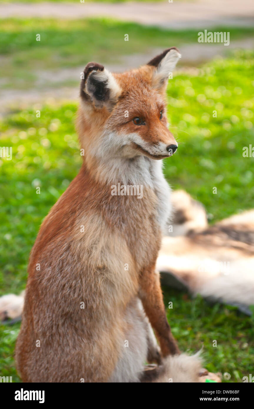 Red fox is sitting on green grass. Vulpes vulpes Stock Photo - Alamy