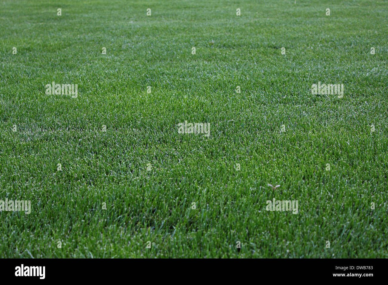 Green Cut Grass Stock Photo - Alamy