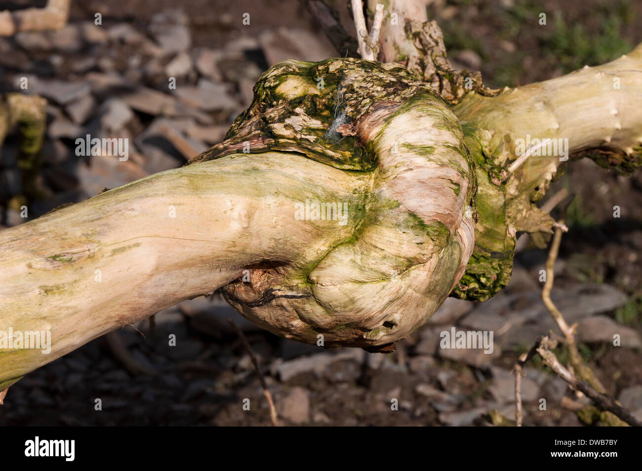Rotting tree branch hi-res stock photography and images - Alamy