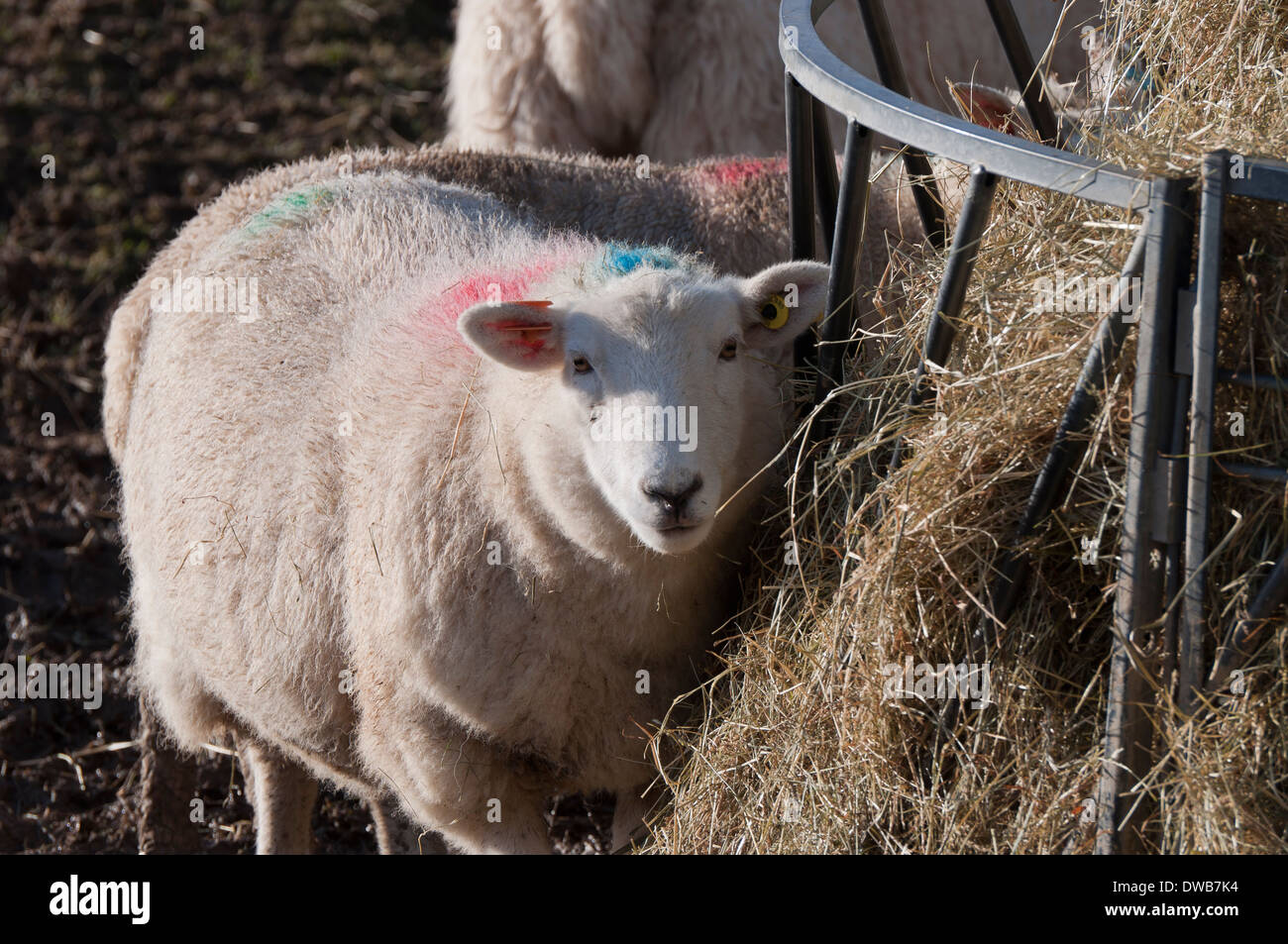 Sheep hay feeder hi-res stock photography and images - Alamy