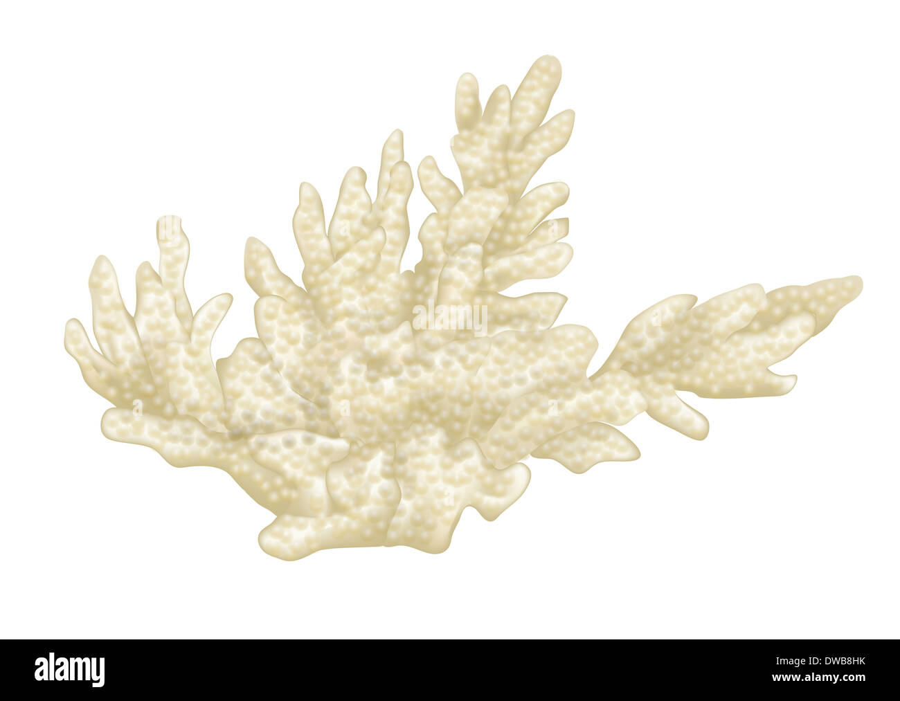 Hard coral Cut Out Stock Images & Pictures - Alamy