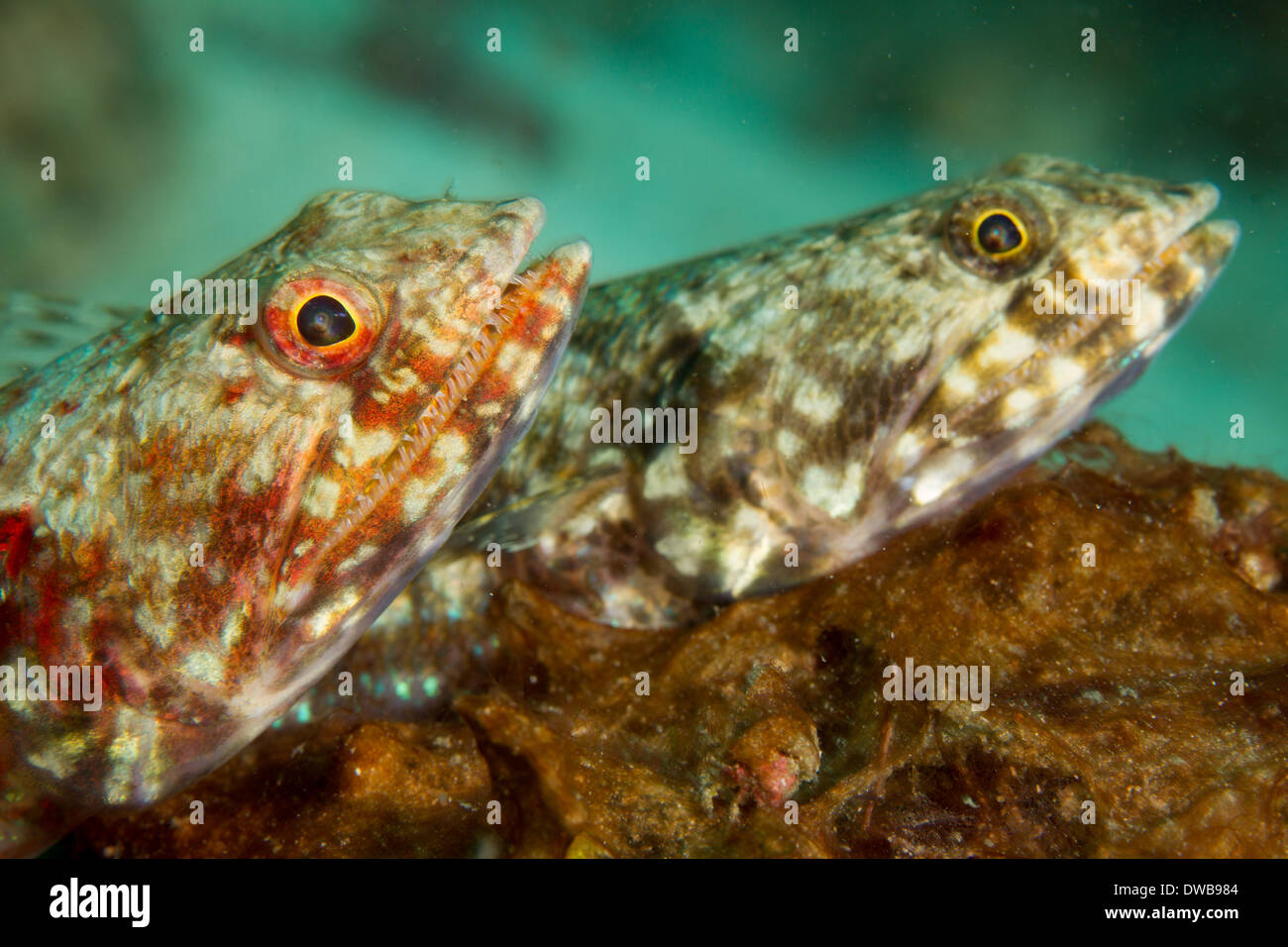 Pair of Reef lizardfish Stock Photo - Alamy