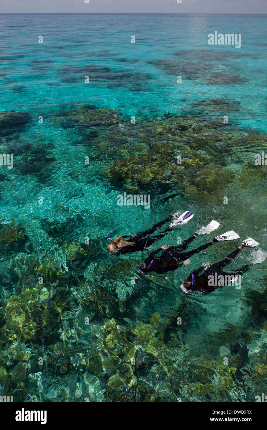 Snorkelers above a coral reef Stock Photo - Alamy
