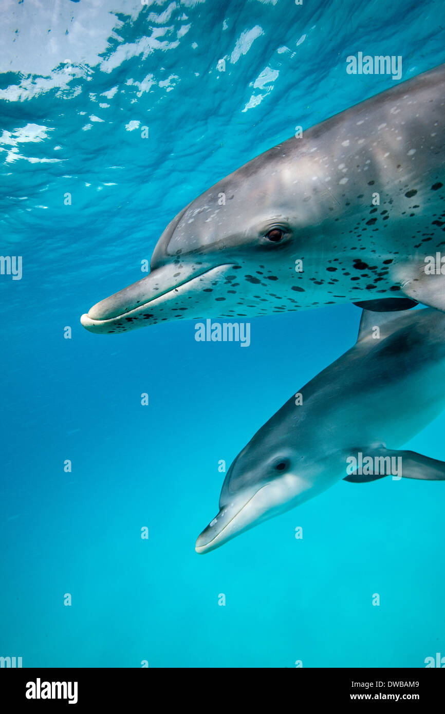 Dolphin group of fish hi-res stock photography and images - Alamy