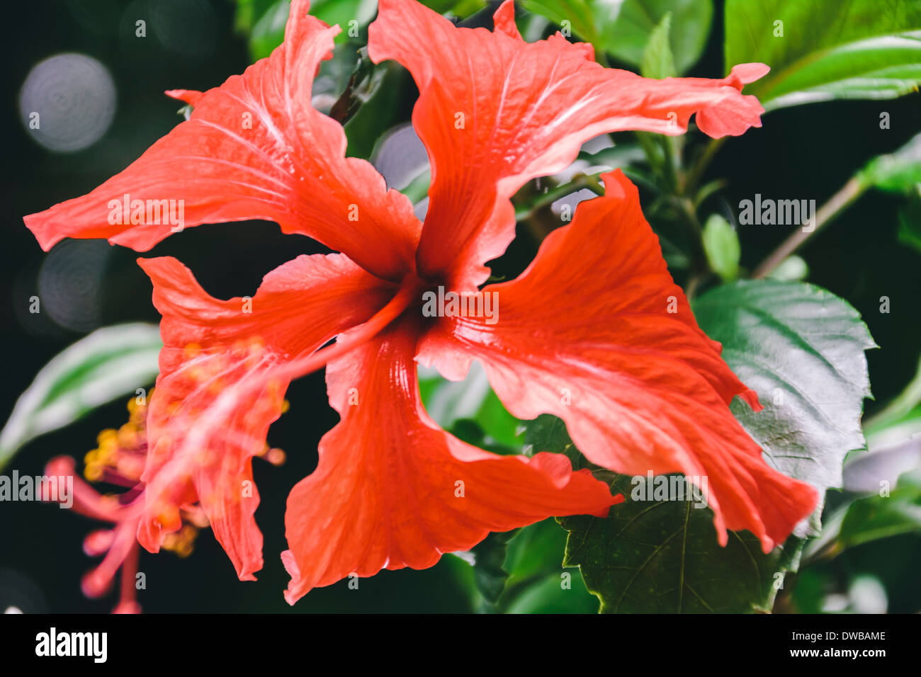 Red south america hi-res stock photography and images - Alamy