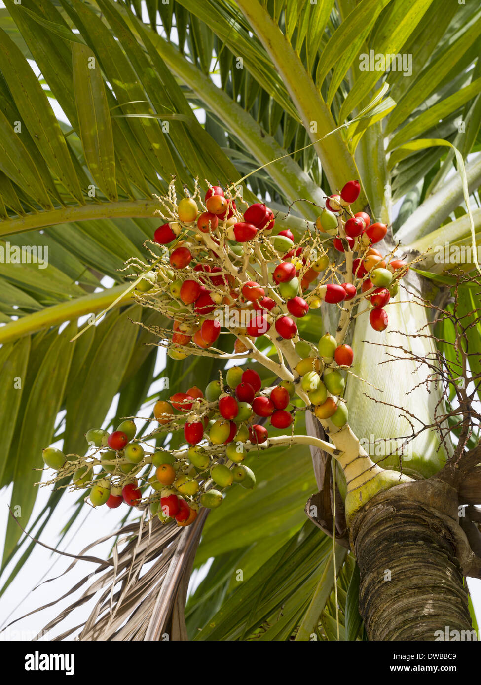 Caribbean, Antilles, Lesser Antilles, Saint Lucia, fruits of pech palm ...
