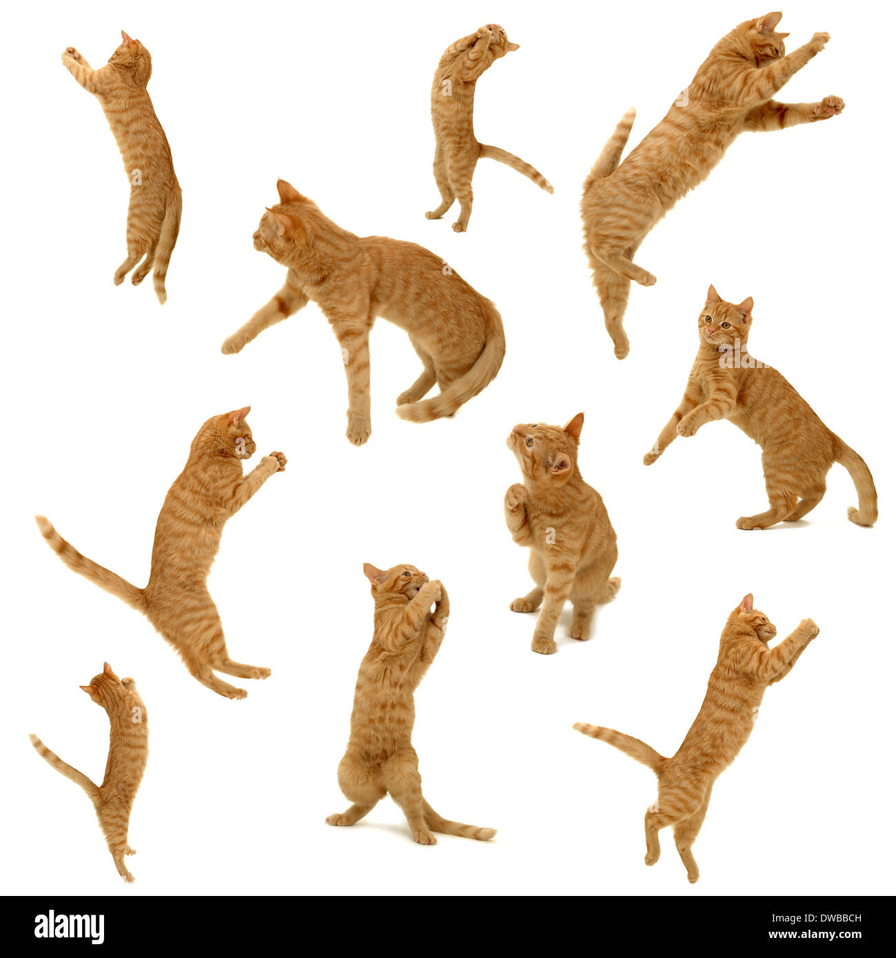 Collection of jumping kittens in action. On white background. 3500 x ...