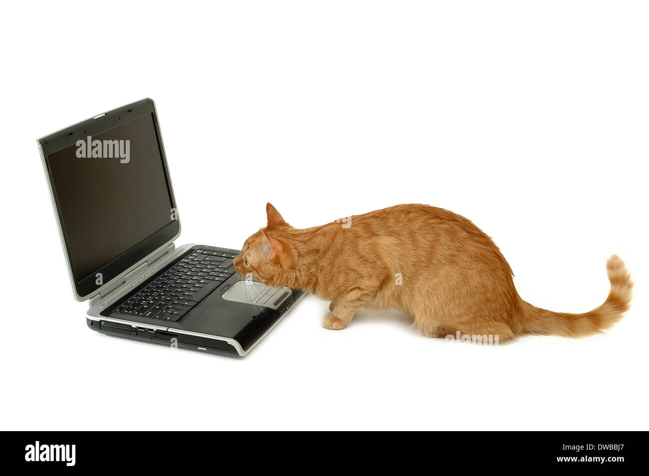 Cat is using laptop computer isolated on a white background Stock Photo ...