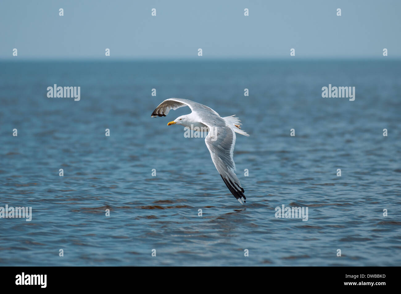 Seagull flying over the sea Stock Photo - Alamy