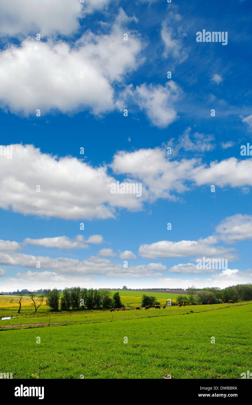 Idyllic farm landscape with green fields, cows and blue cloudy sky ...