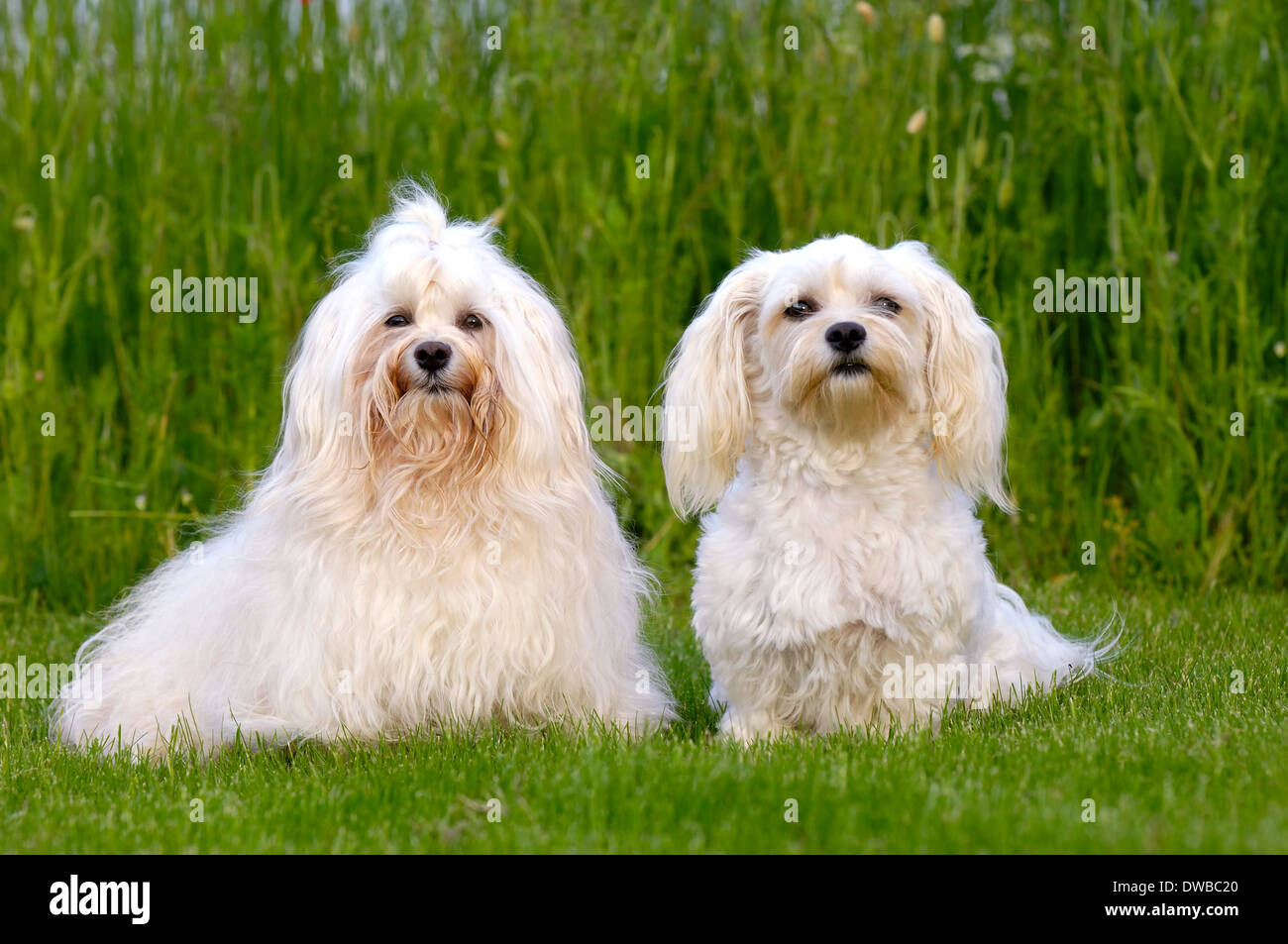Bichon havanais hi-res stock photography and images - Alamy