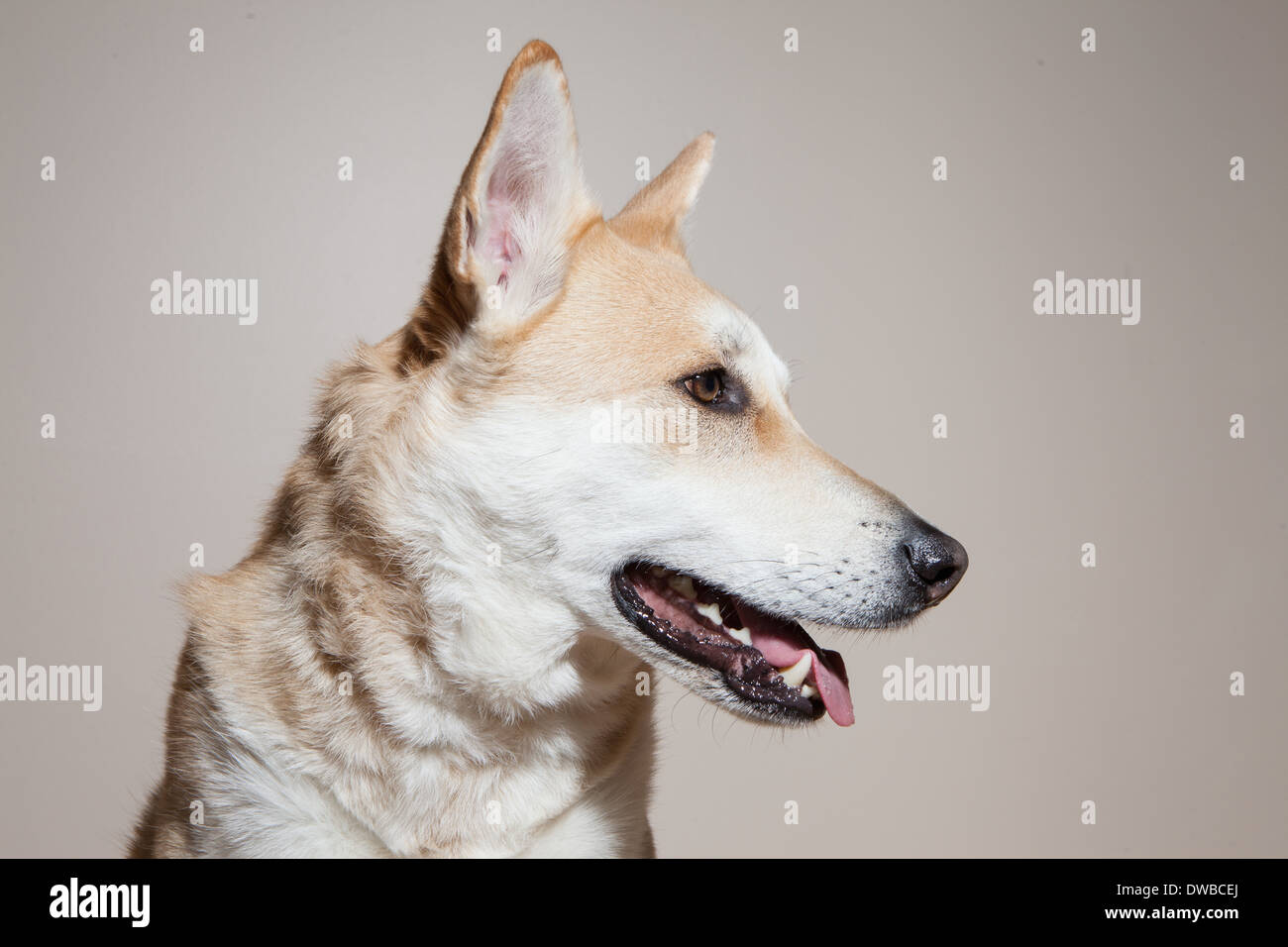 Portrait of cross bred alsatian dog Stock Photo - Alamy