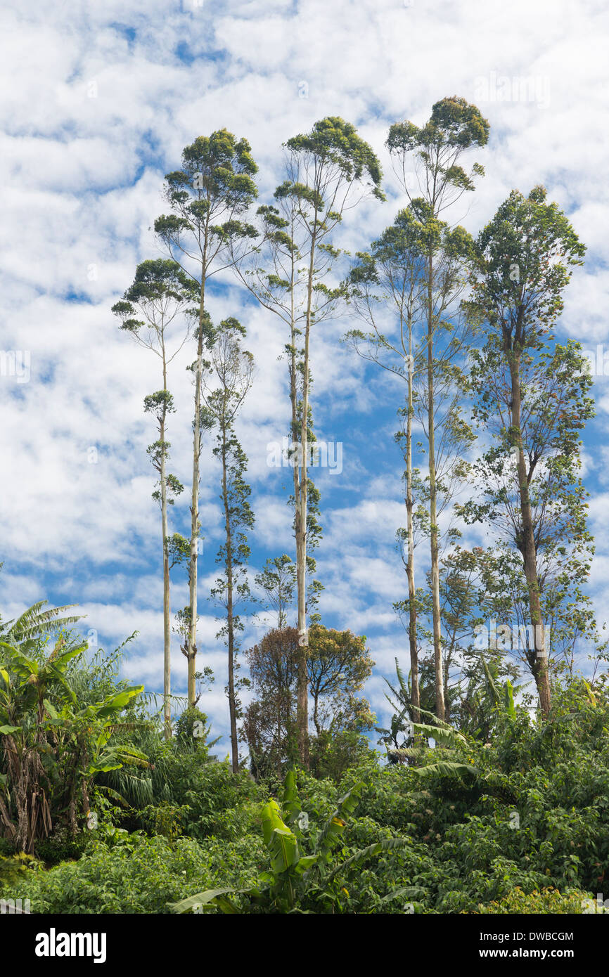 Sri Lanka, Ella, tall trees Stock Photo - Alamy
