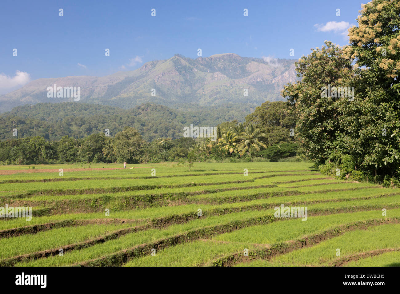 Sri Lanka, Tangale, rice fields Stock Photo - Alamy