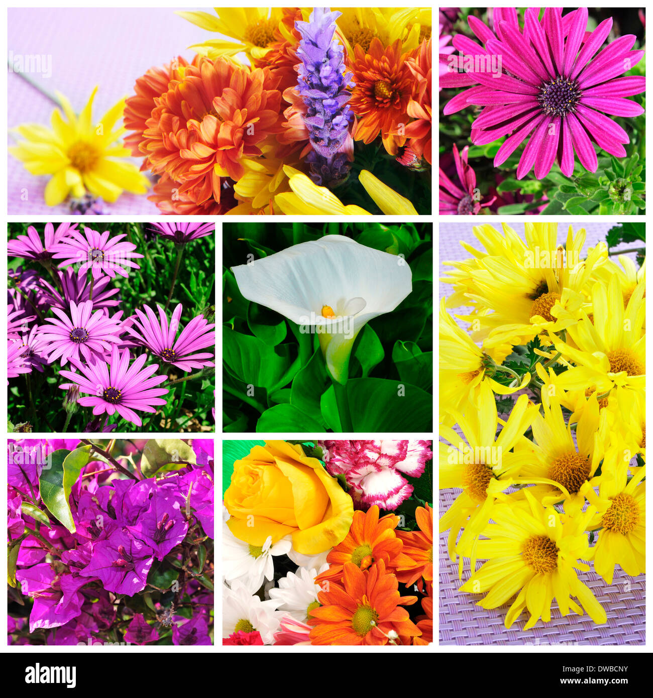 a collage of pictures of different flowers Stock Photo - Alamy
