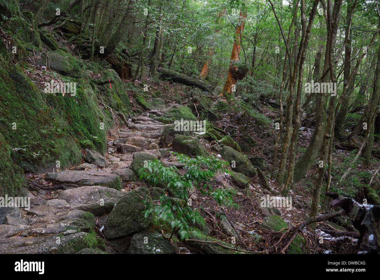 Yakushima islands forest hi-res stock photography and images - Alamy