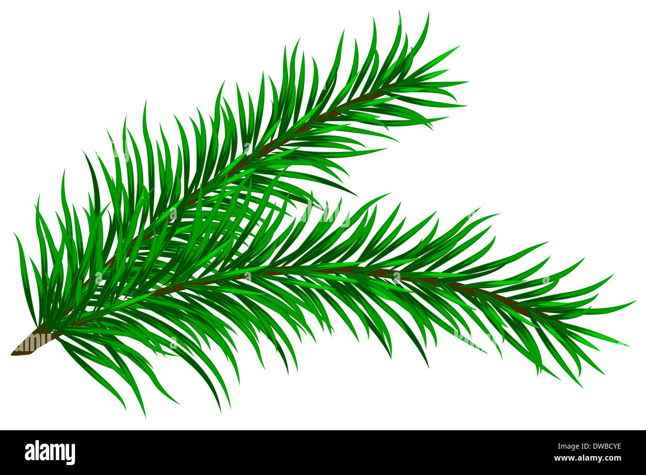 illustration of fir branches Stock Photo - Alamy