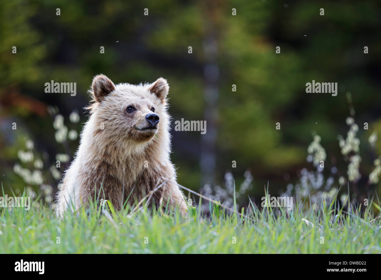 Canada, Alberta, Jasper and Banff National Park, Young Grizzly bear ...