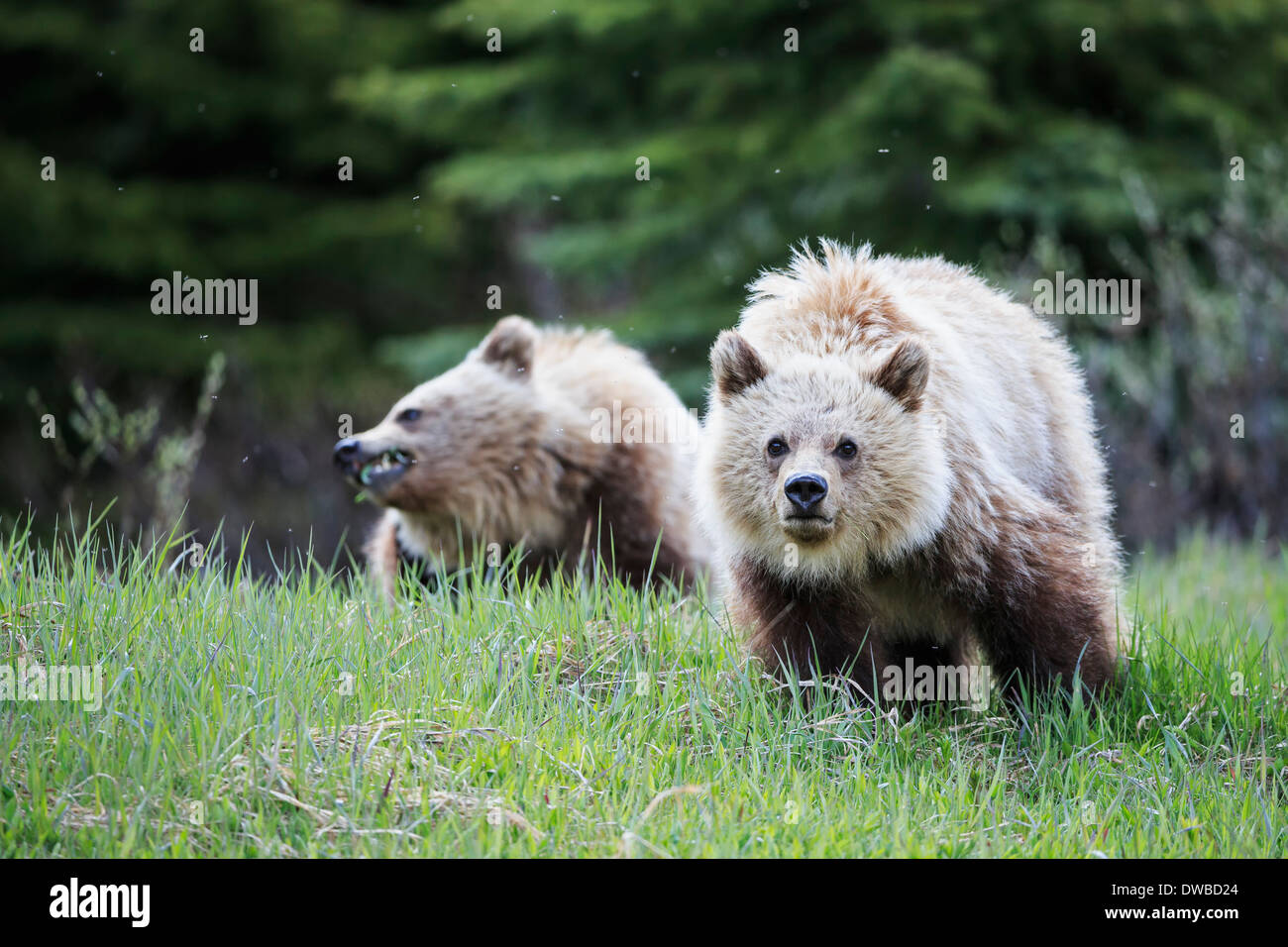 Canada, Alberta, Jasper and Banff National Park, Two young Grizzly ...
