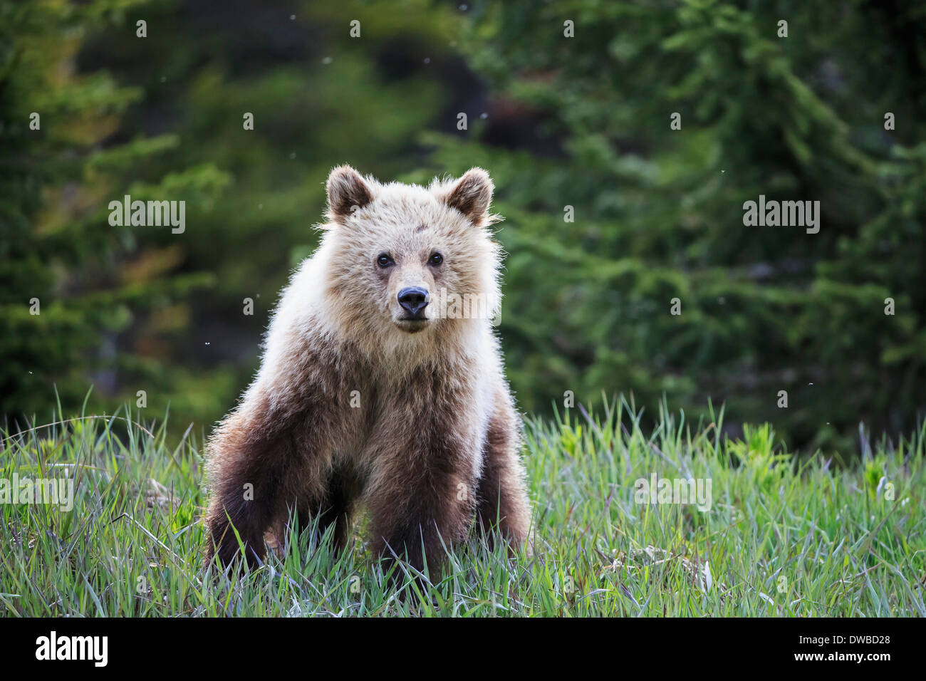 Canada, Alberta, Jasper and Banff National Park, Young Grizzly bear ...