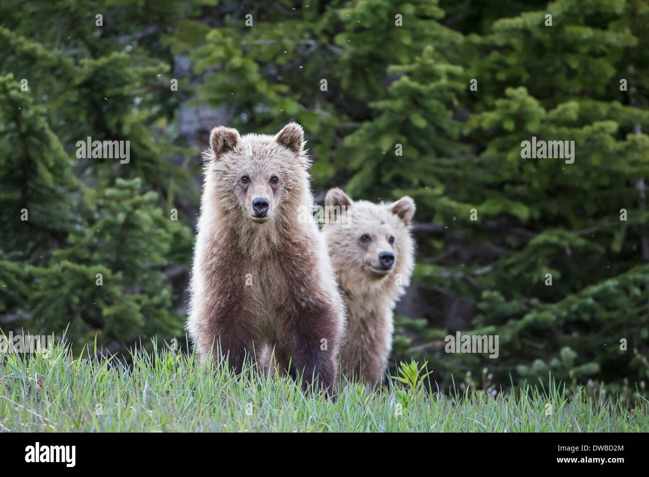 Canada, Alberta, Jasper and Banff National Park, Two young Grizzly ...