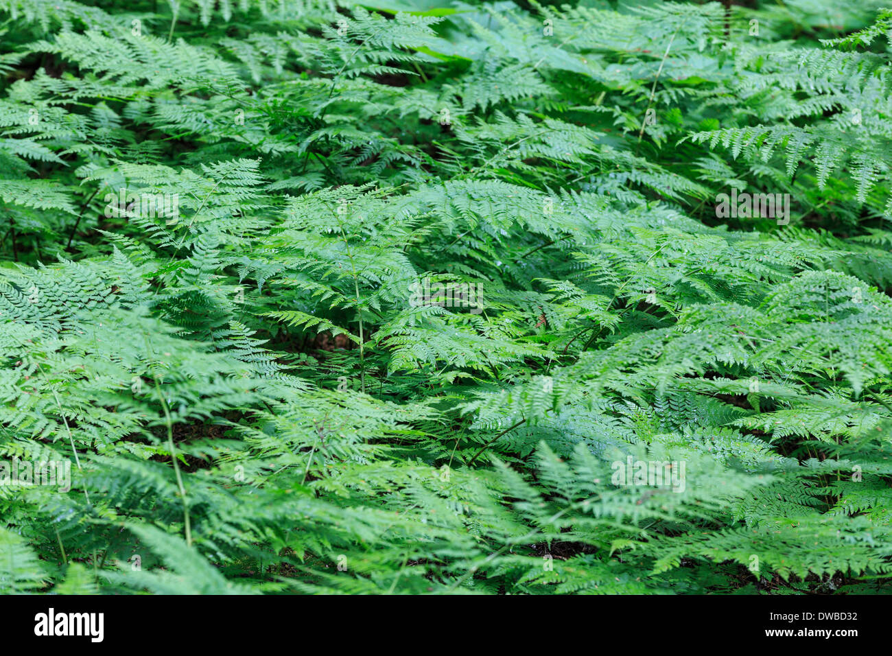 Canada, British Columbia, Mount Revelstoke National Park, ferns at ...