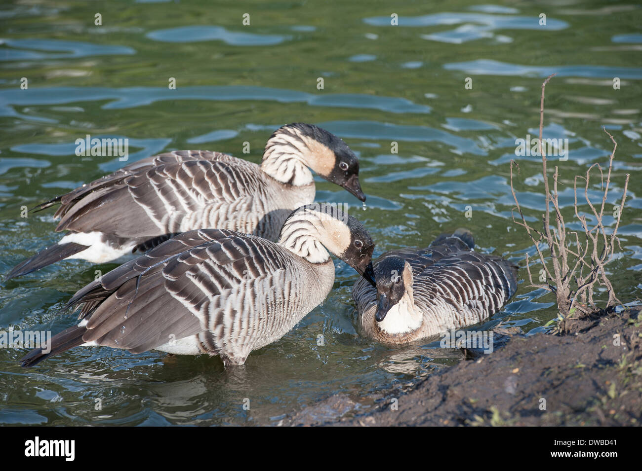 Nene goose feet hi-res stock photography and images - Alamy