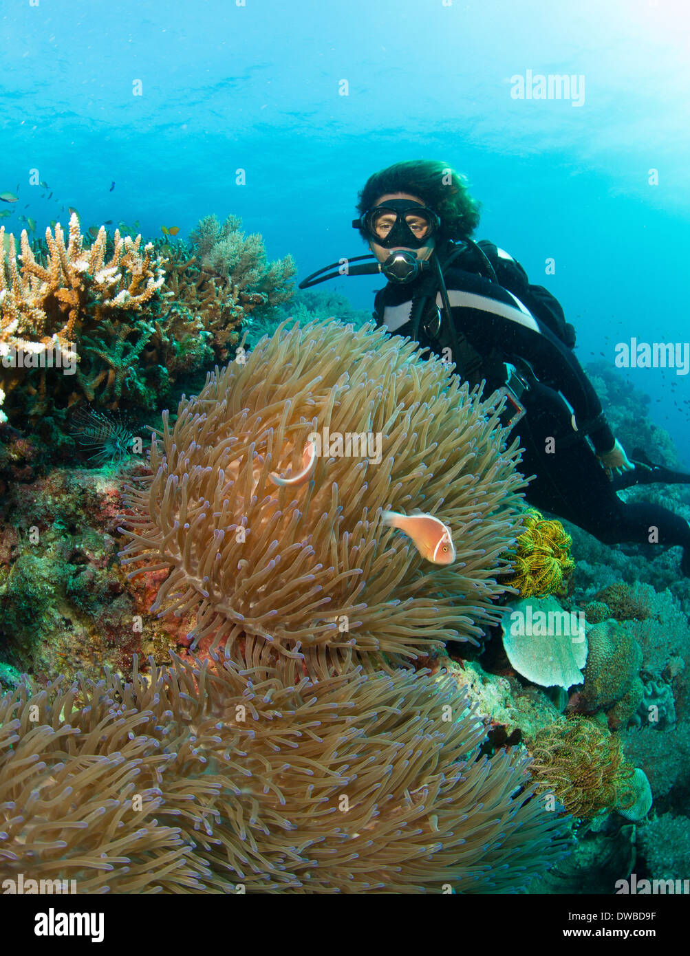 Anemone philippines hi-res stock photography and images - Alamy
