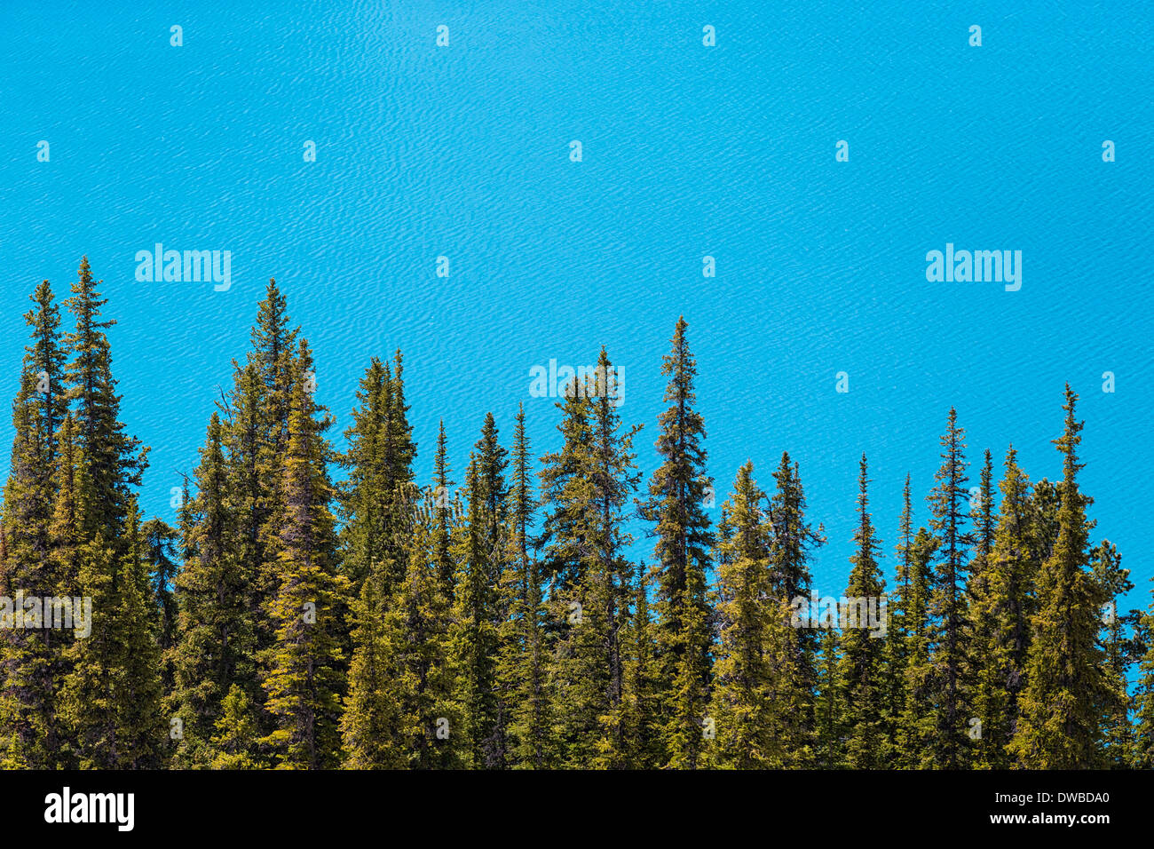 Canada, Alberta, Banff National Park, Trees at Peyto Lake Stock Photo ...